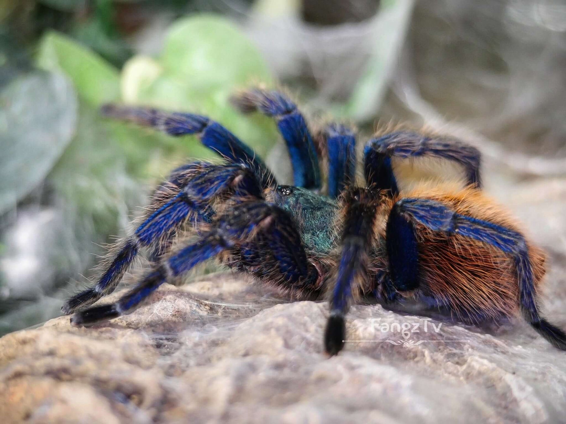 Beginner Spider Collection: Top Starter Picks