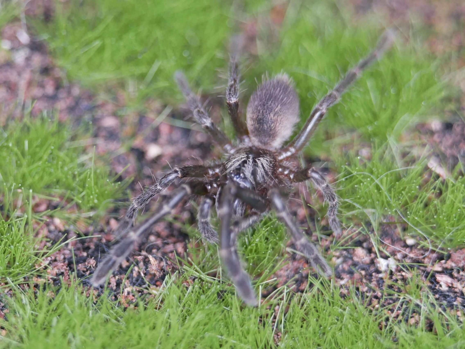 Cilantica (Haploclastus) devamatha Psychedelicus Earth Tiger Tarantula