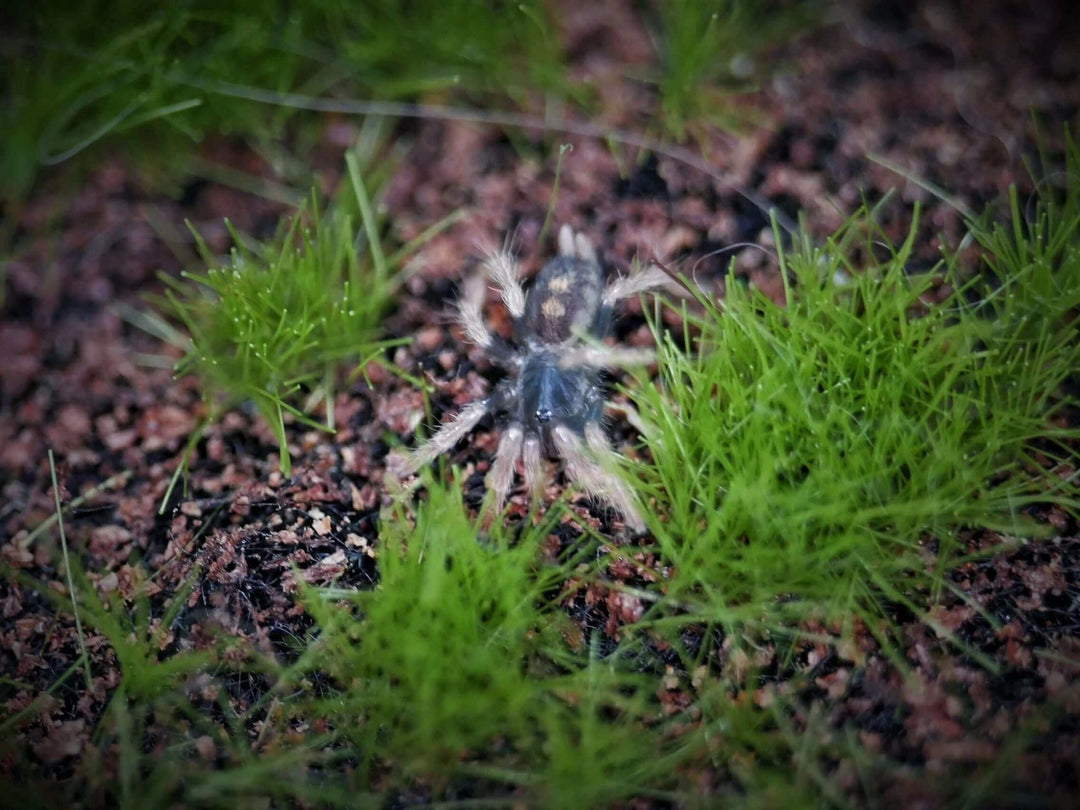 Beginner Spider Collection: Top Starter Picks